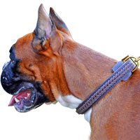 Boxer dog harness, Boxer dog muzzle, Boxer dog collar, Dog leashes