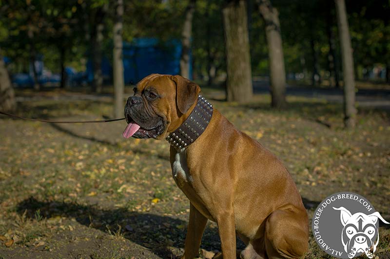 Leather decorated dog collar for Boxer [C94##1035 3 inch Studded ...